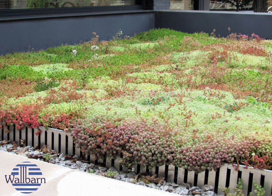 Wallbarn M-Tray Modular Sedum Wildflower Green Roof - 500mm x 500mm x ...